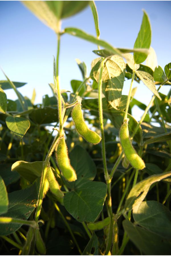 TOFU - VŠE O NĚM A JAK S NÍM NALOŽIT? :: Boho Kristýna